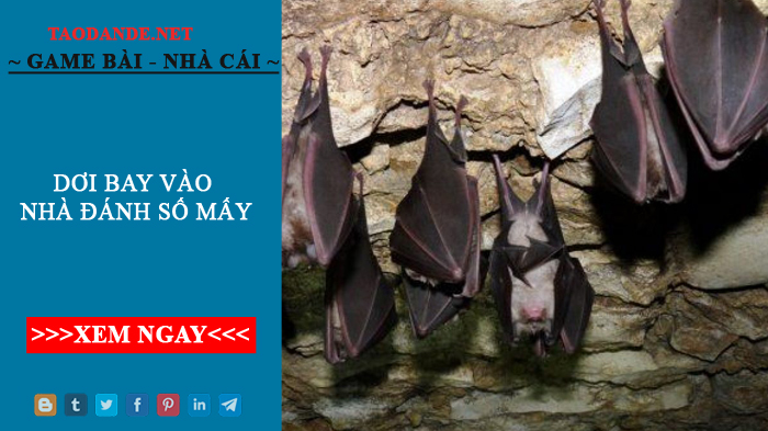 Điềm báo dơi bay vào nhà - Dơi bay vào nhà đánh số mấy?